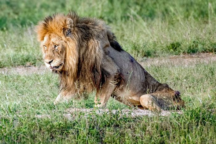 Heartbreaking Photos Show Final Days Of Lion Kicked Out Of His Pride - 9GAG