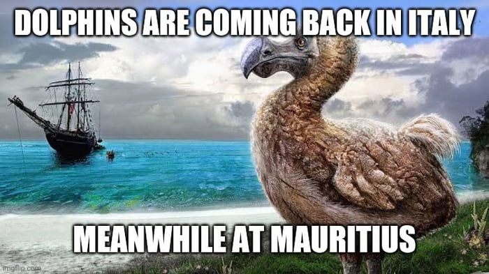 Dodo bird - 9GAG