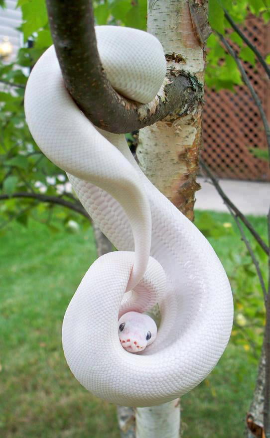 White albino Burmese python. - 9GAG