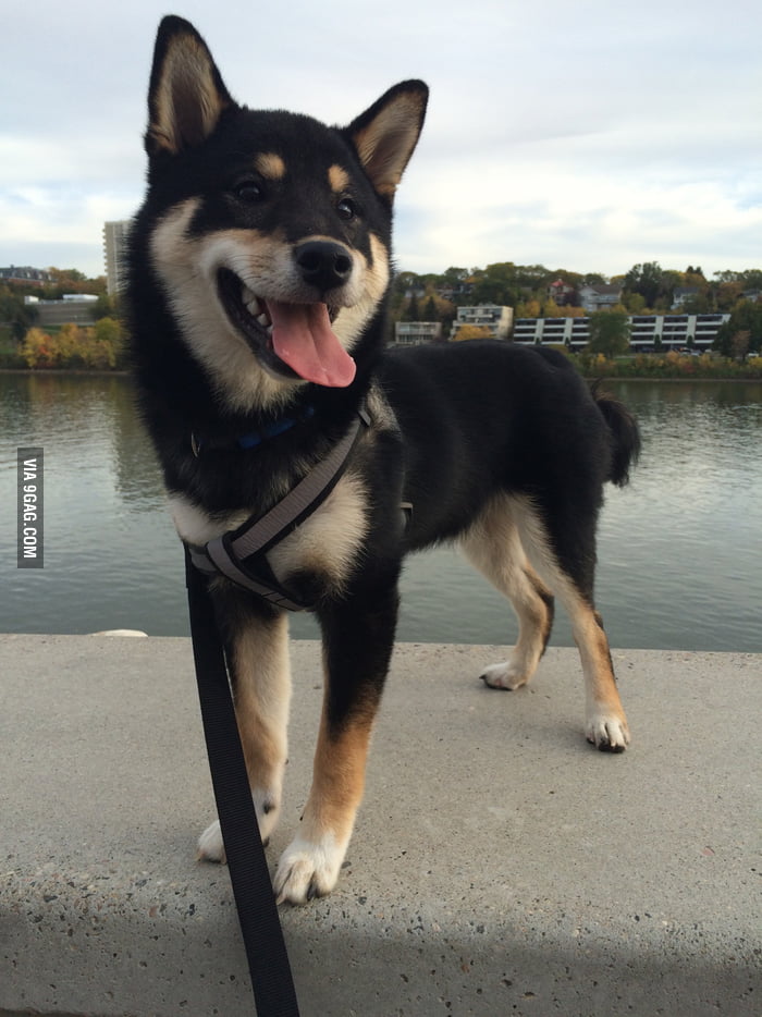 My little doge. - 9GAG