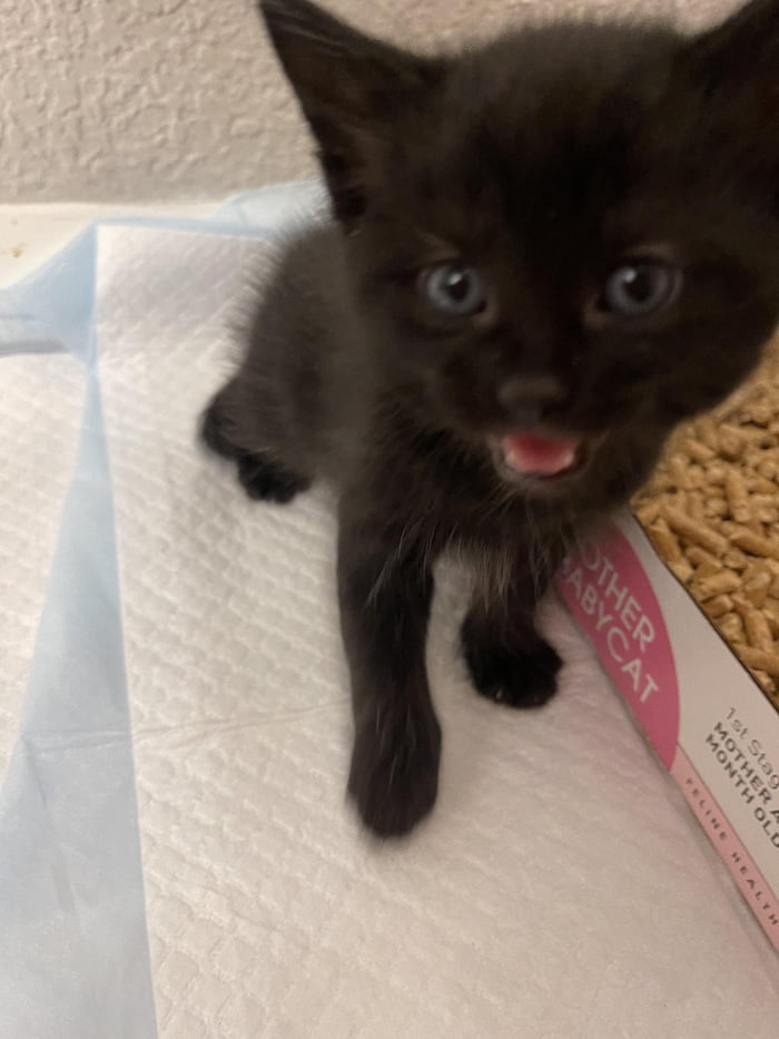 Smol and angy - 9GAG