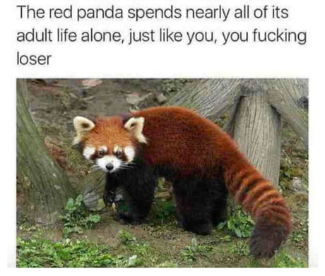 Best Funny loser Memes - 9GAG