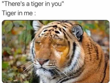 Best Funny tiger Memes - 9GAG