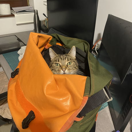 Funny and Cute Animal Memes - 9GAG