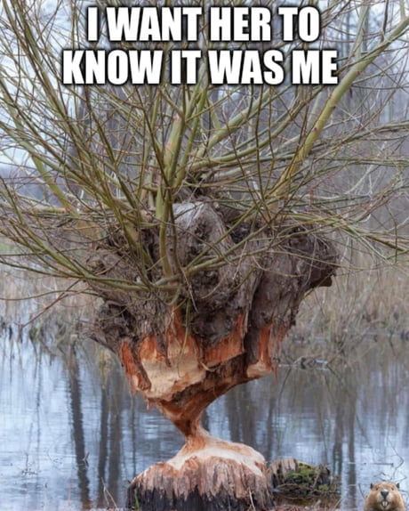 Best Funny bober kurwa Memes - 9GAG