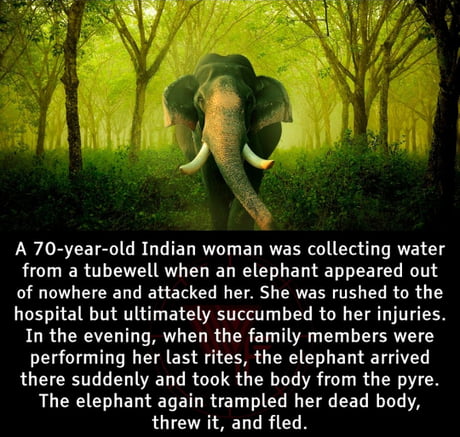 Best Funny elephant Memes - 9GAG