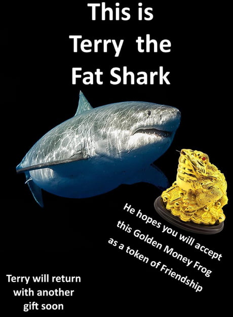Awkward Shark Memes