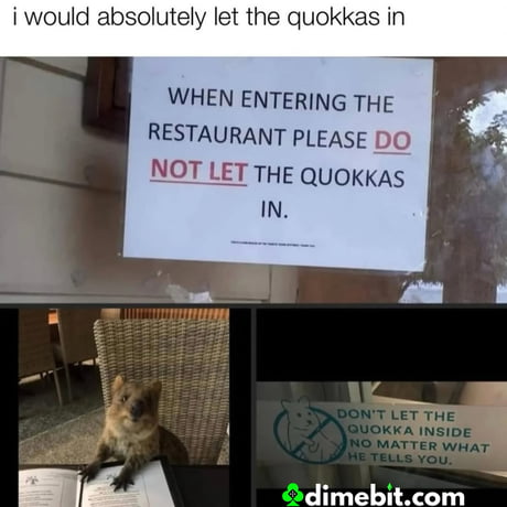 Best Funny quokka Memes - 9GAG