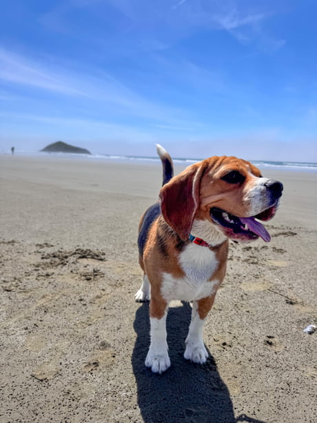 Beagle Pekende Meme 9 øvelser Du Kan Lære Hunden | Evidensia