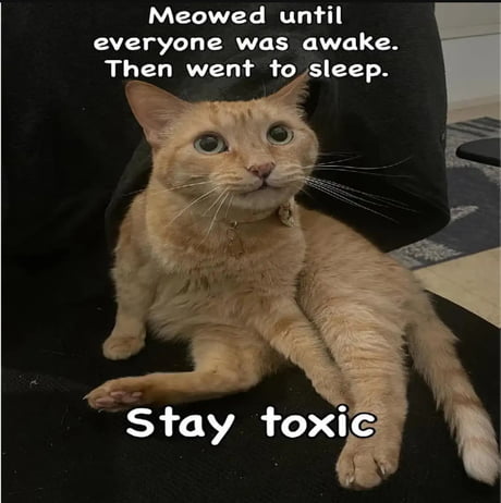 Best Funny meow Memes - 9GAG