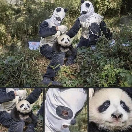 Best Funny panda Memes - 9GAG