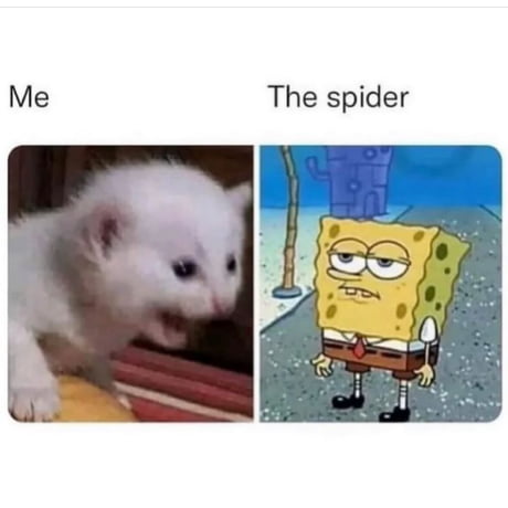 Arachnophobia Memes