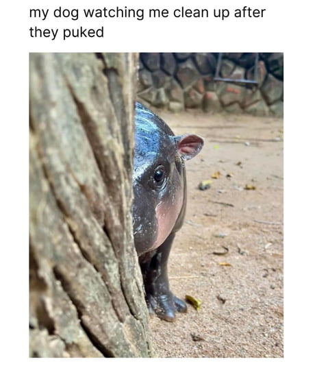 Skeptical Hippo Funny Memes