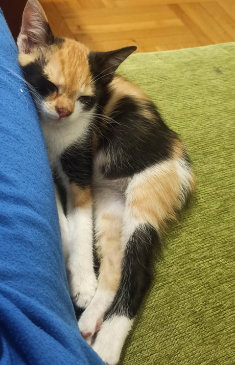 Best Funny cat distribution system Memes - 9GAG