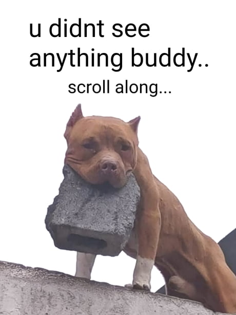 Best Funny pitbull Memes - 9GAG