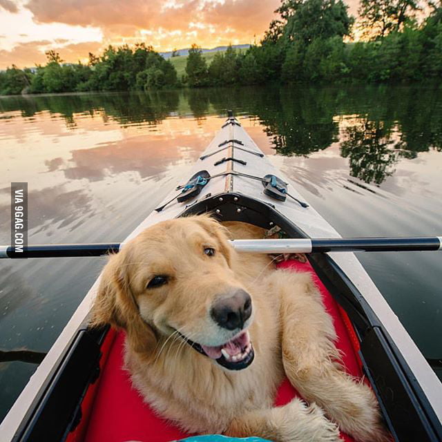 Just the most photogenic dog - 9GAG