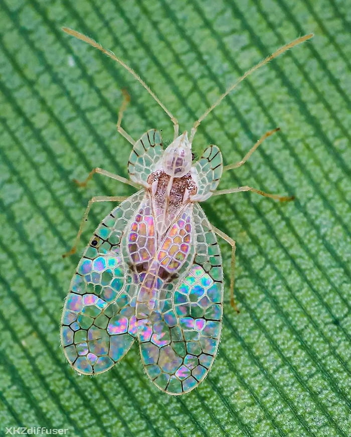 Looks like stained glass; Lace bug (Stephanitis typicus) - 9GAG