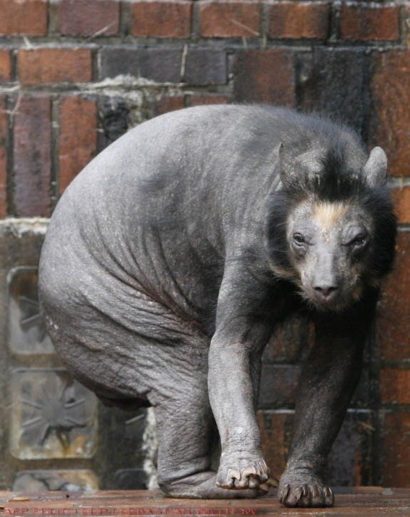 This hairless bear in Germany, it looks like a werewolf. - 9GAG