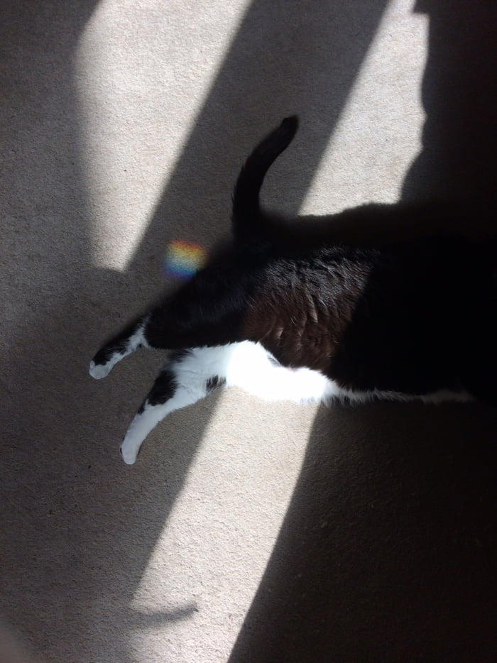 My (very fat) cat farting rainbows - 9GAG