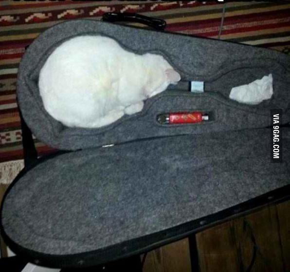 Proof that cats are liquid. - 9GAG