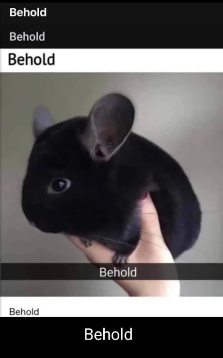 Best Funny chinchilla Memes - 9GAG