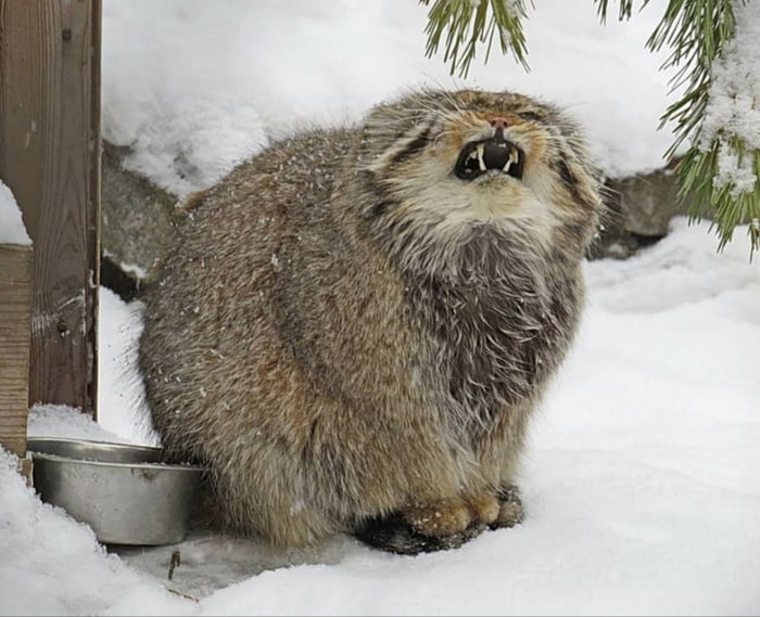 Pallas Cat funny expression - 9GAG