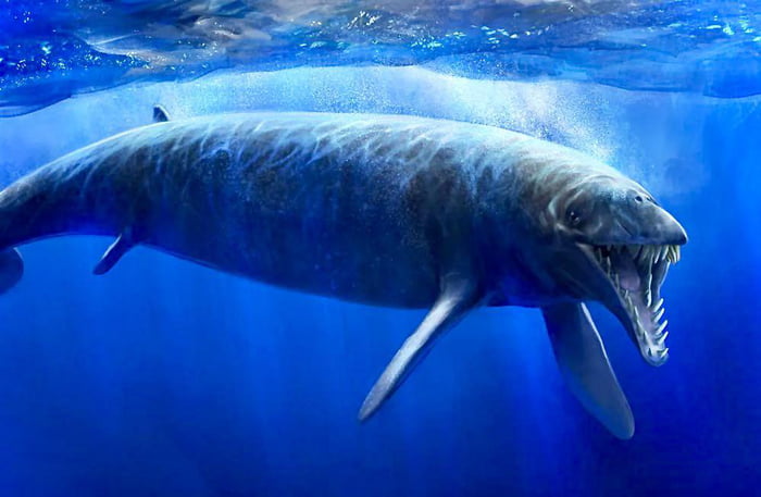 Basilosaurus, extinct genus of primitive whales that lived during the ...