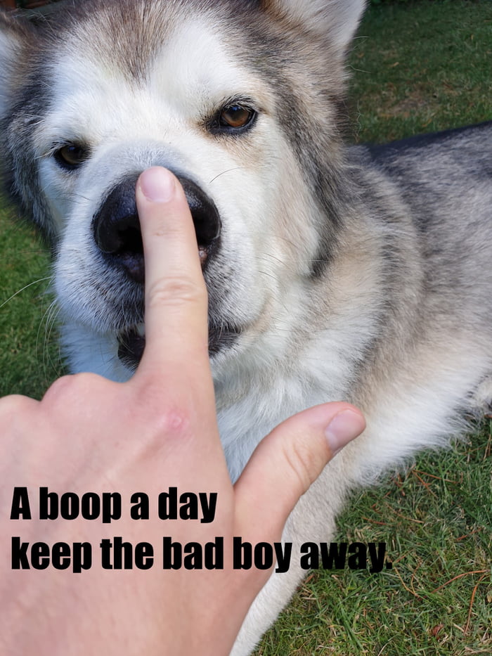 Boop da snoot - 9GAG