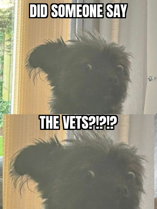 Shocked dog is shocked! - 9GAG