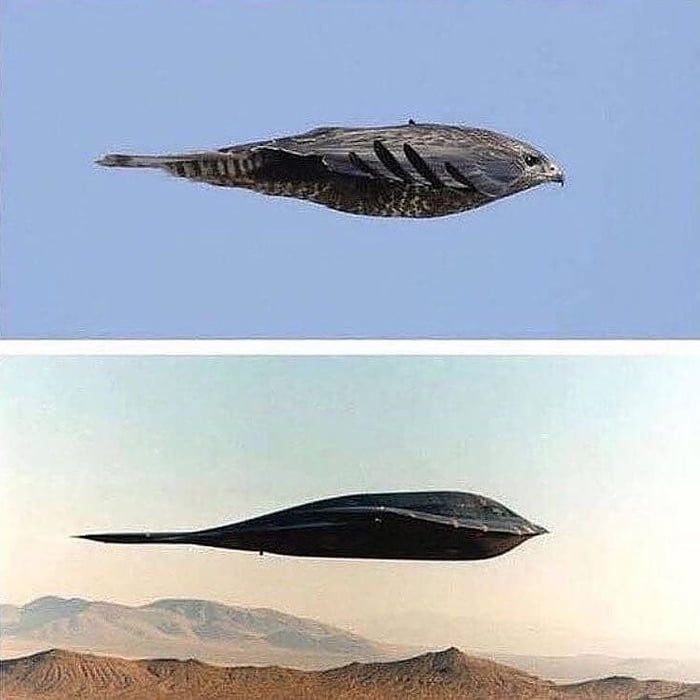 Side view of a B-2 bomber compared to a hawk. You can learn a lot from ...