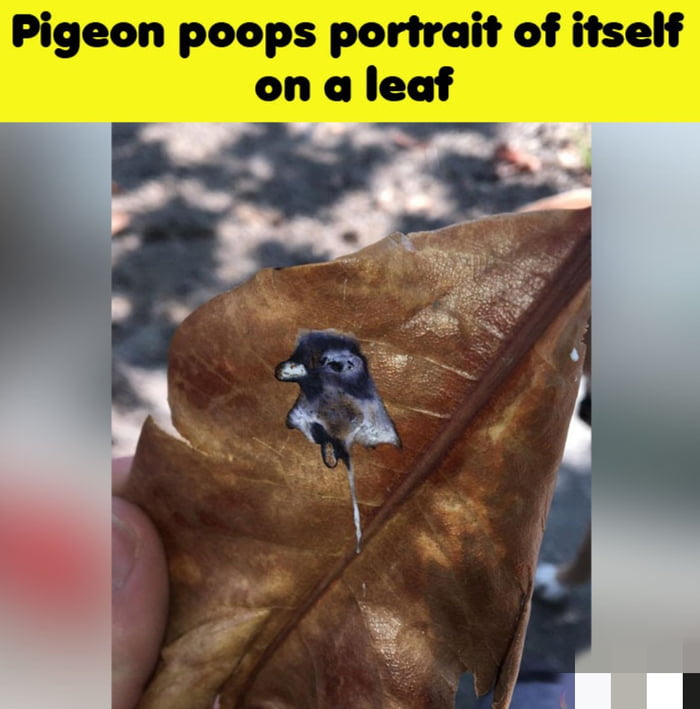 Pigeon poop itself a self portrait. - 9GAG