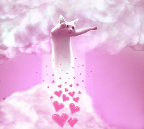 Nobiko, Internet's Famous Long Cat, Dies At Age 18 - 9GAG