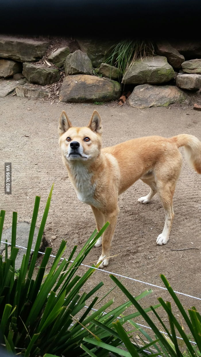 This is an Australian doge! (crikey lupus dingo) - 9GAG