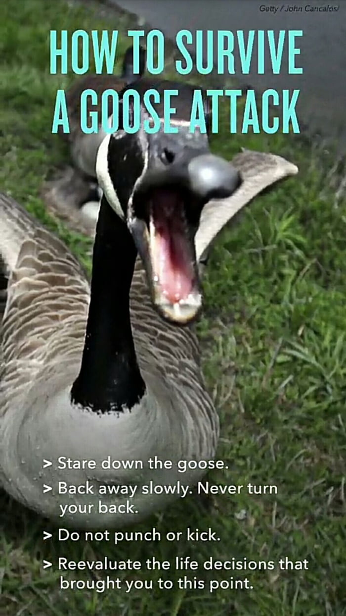 Life hack 101: How to survive a Goose attack - 9GAG