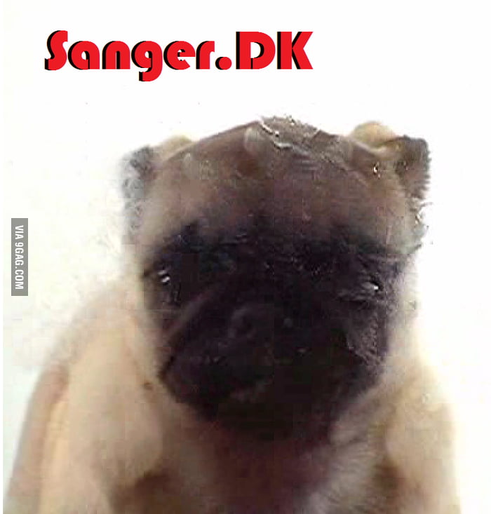 Want to see a pug licking your screen? go to Sanger.DK fanten.DK is for ...