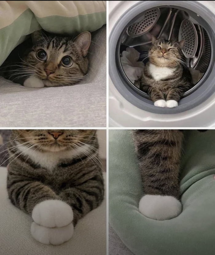 This cat's paws are perfect - 9GAG