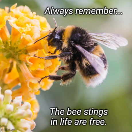Memes With Bees Bee Memes For A Bee Uti Ful Day (26 Memes)
