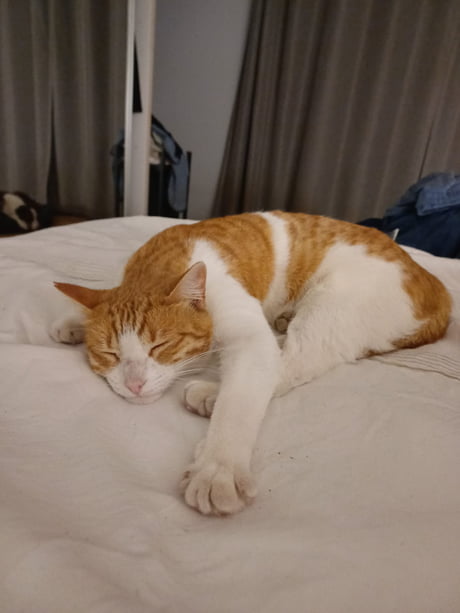 Best Funny ginger cat Memes - 9GAG