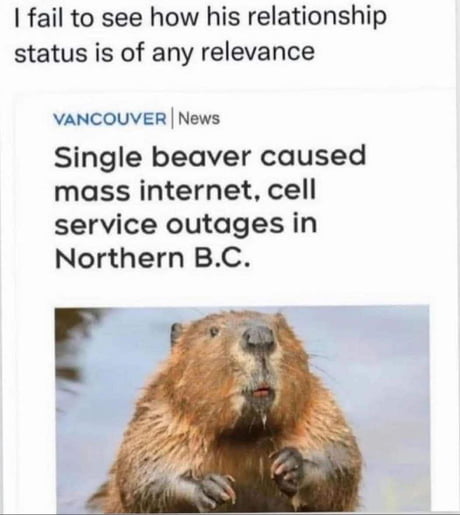 Best Funny beaver Memes - 9GAG