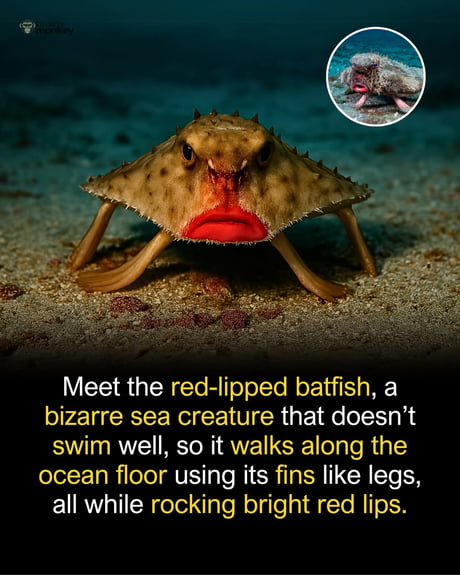 Fish Lip Memes