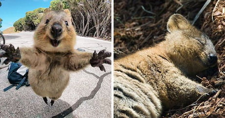 Best Funny quokka Memes - 9GAG