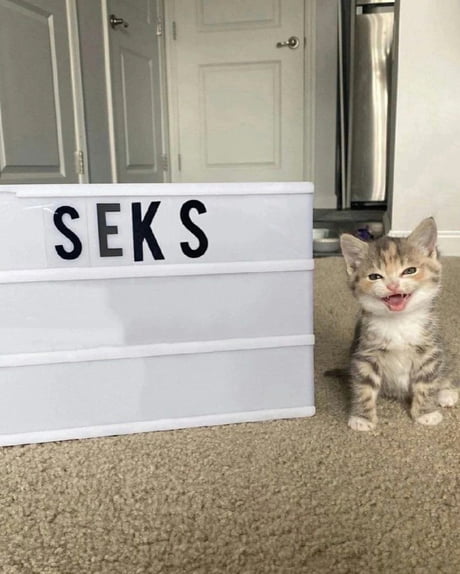 Best Funny kitten Memes - 9GAG