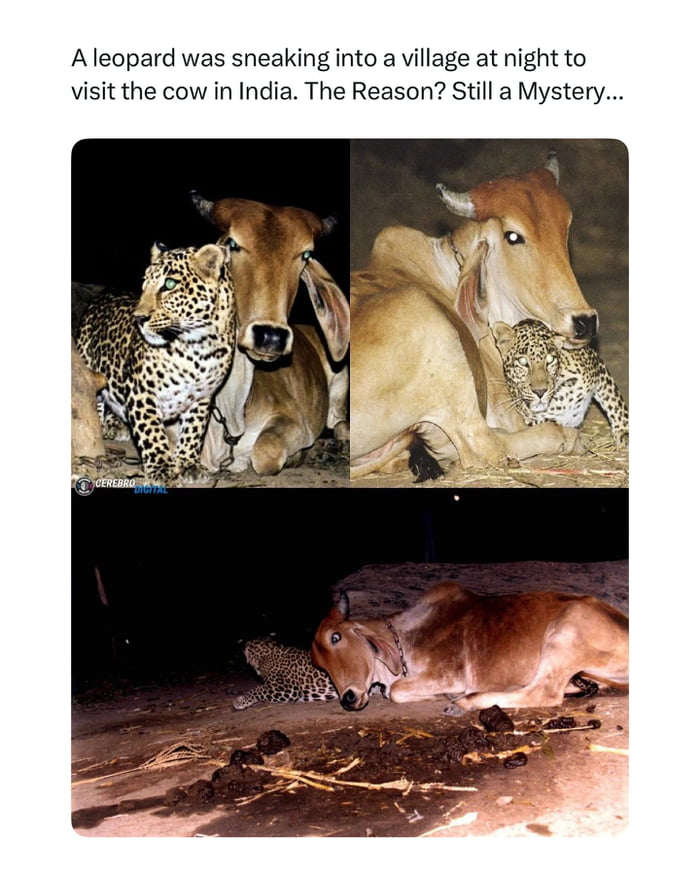 The most unexpected friendship, a leopard and a cow in India. The ...