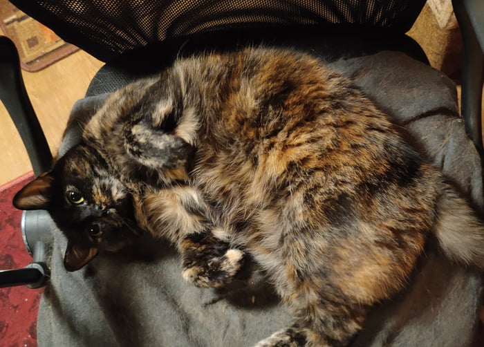 Behold! My cat. (and also my first post after more than ten years) - 9GAG