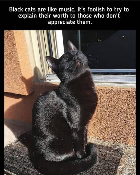 Best Funny black cat Memes - 9GAG