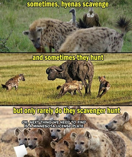 Funny Hyena Memes