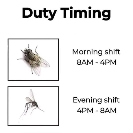 Best Funny mosquito Memes - 9GAG