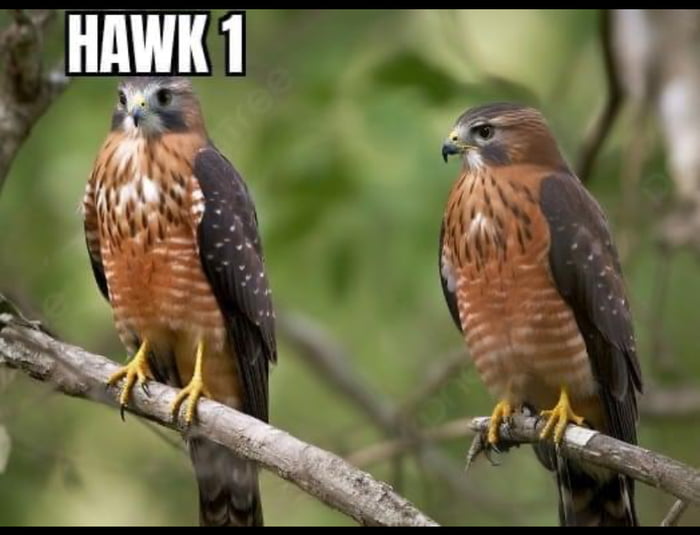 Hawk 2 is the spitting image of hawk 1 - 9GAG