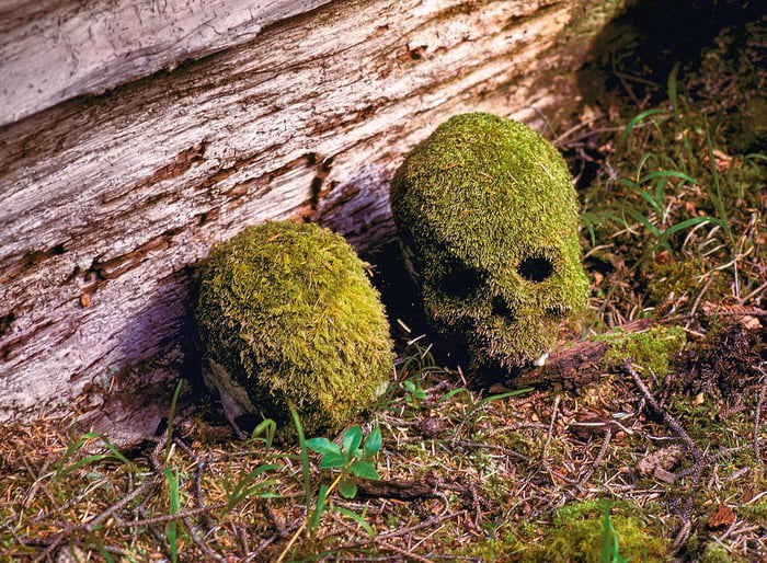 Skull covered in moss at an abandoned village site - 9GAG