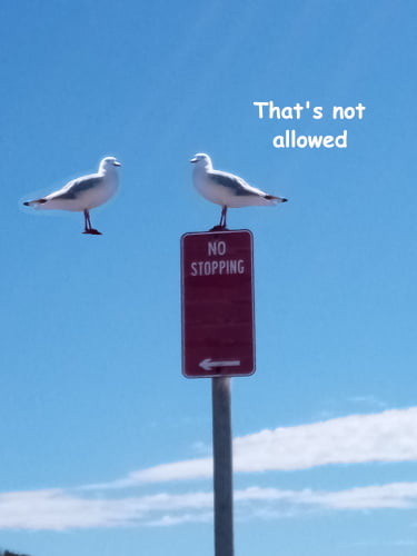 Best Funny birb Memes - 9GAG